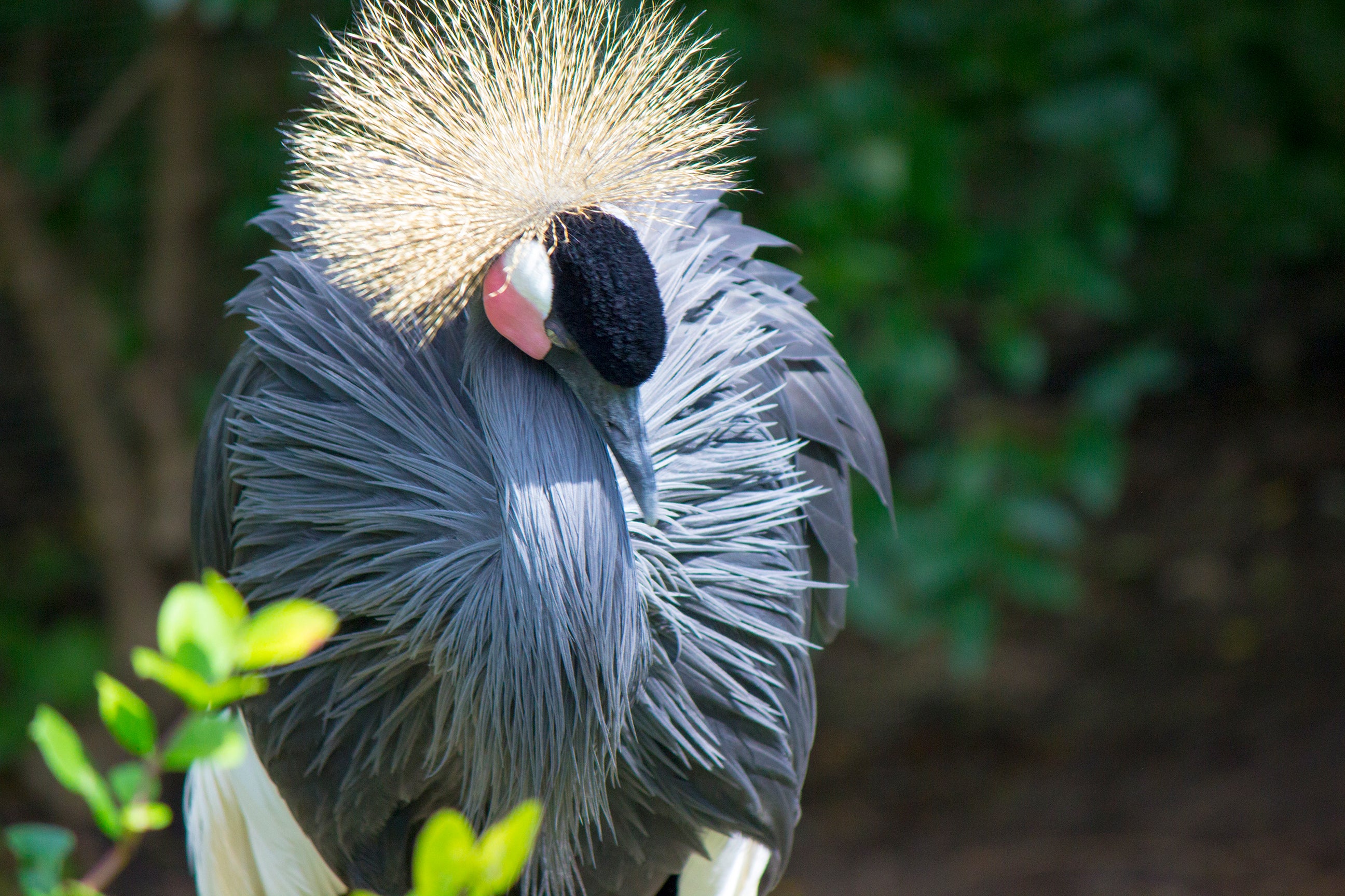 Crowned – LauraTidwell