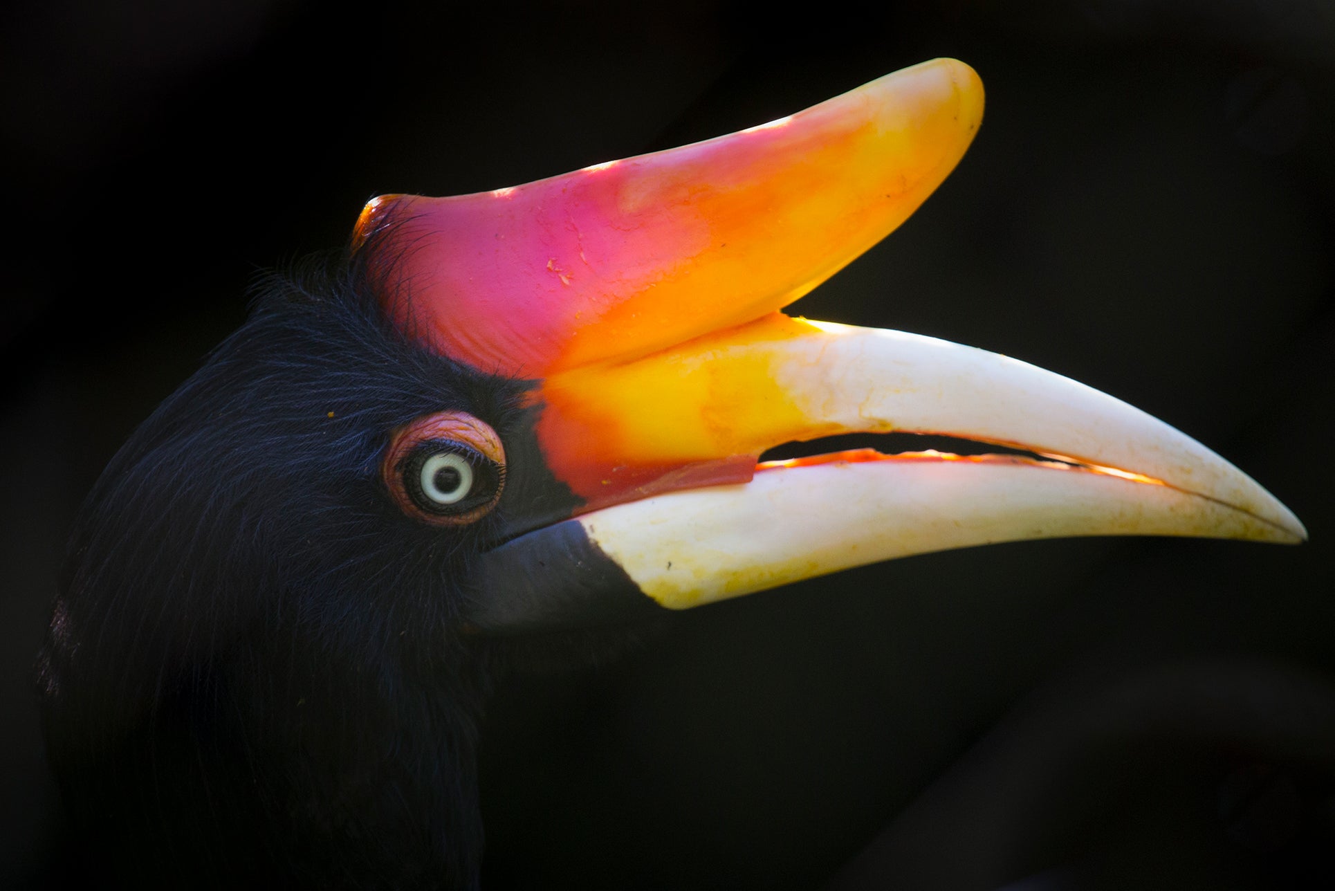 Hornbill – LauraTidwell