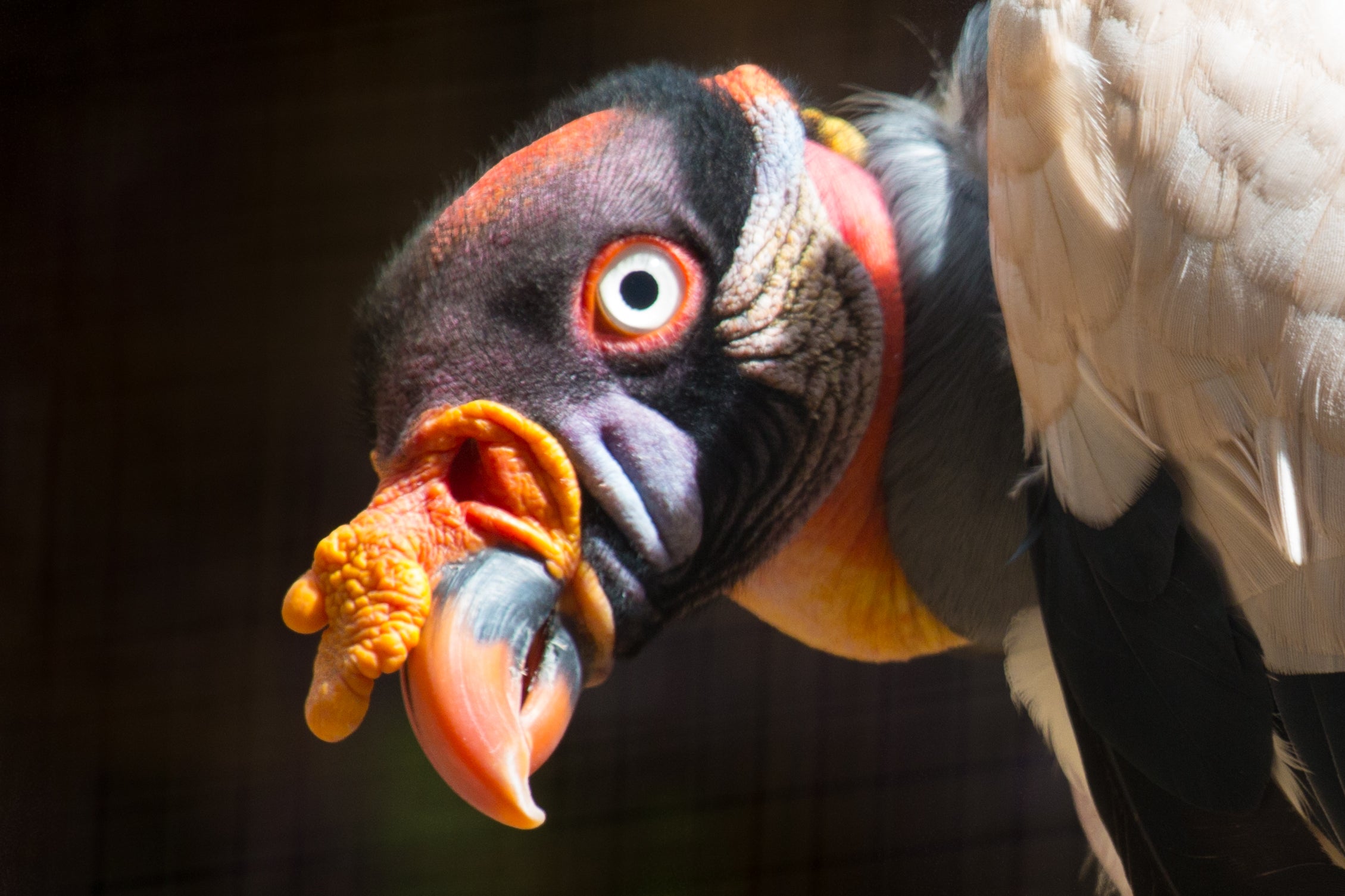 The King – LauraTidwell