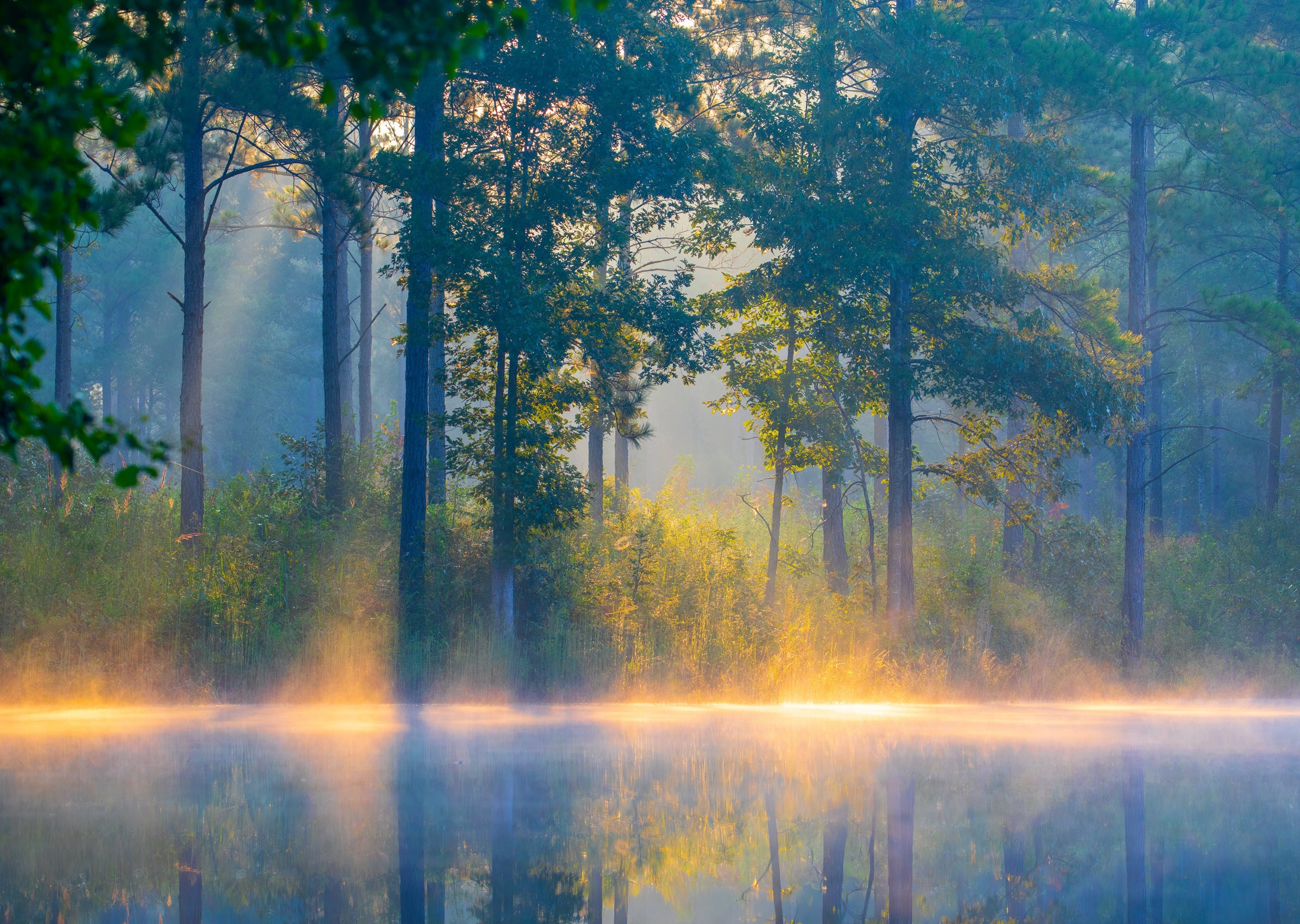 Liquid Gold – LauraTidwell