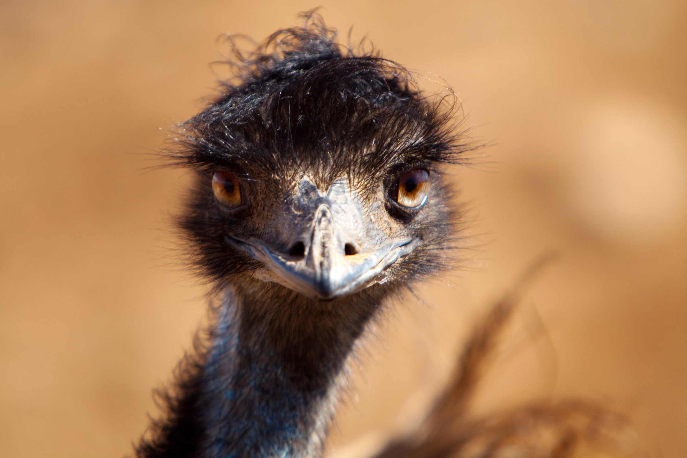 Emu – LauraTidwell