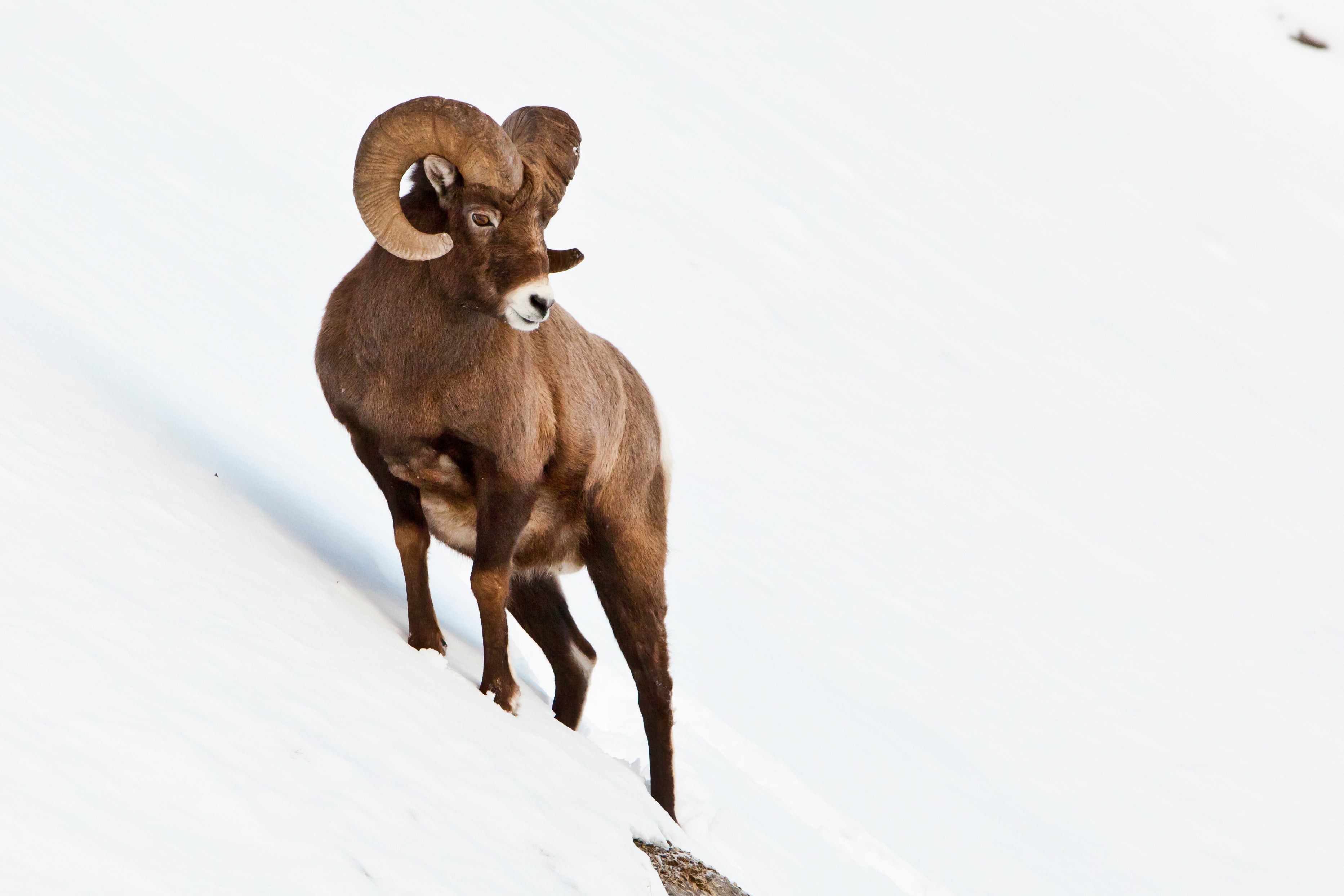 Bighorn – LauraTidwell