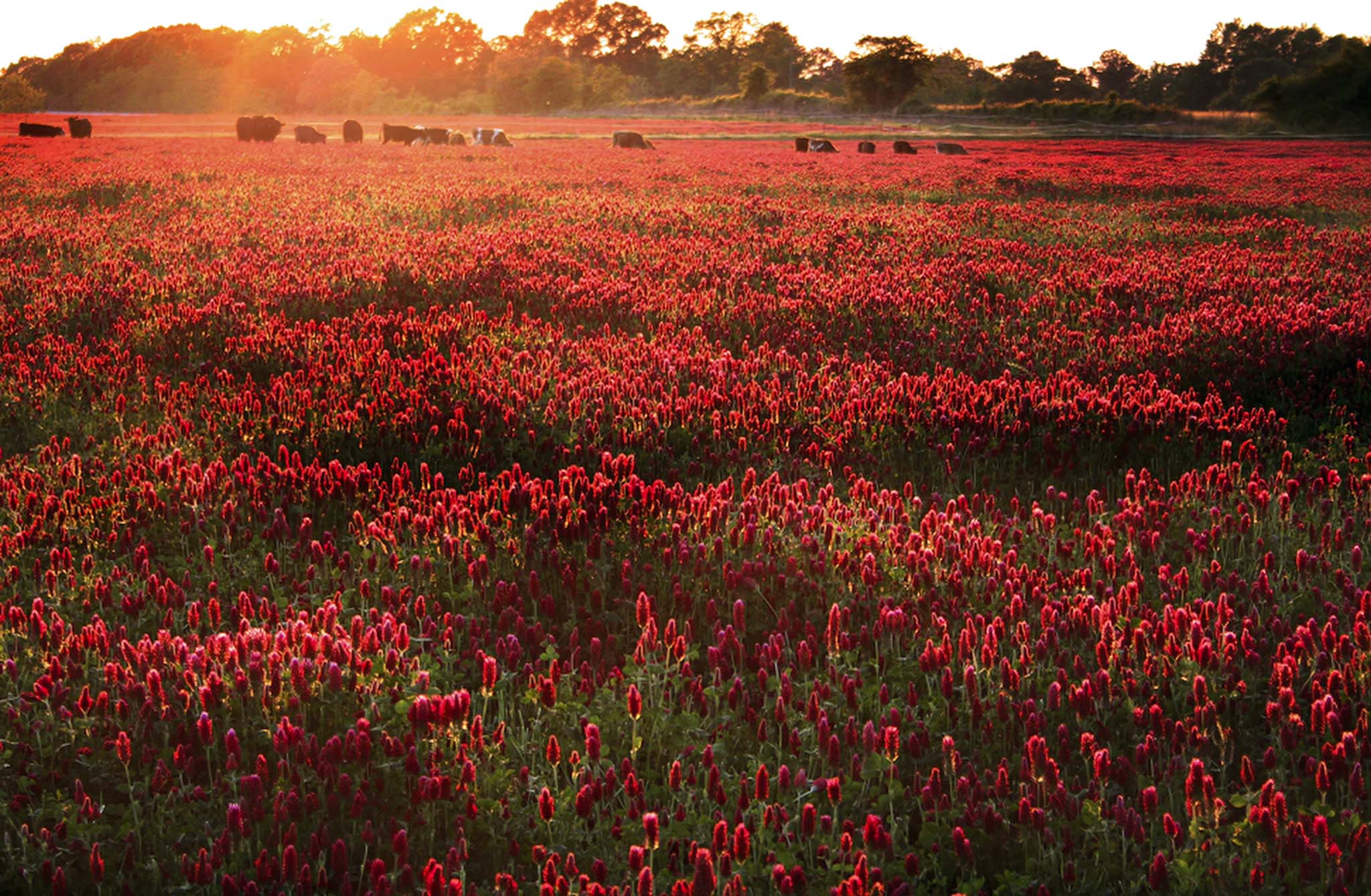 Crimson and Clover – LauraTidwell