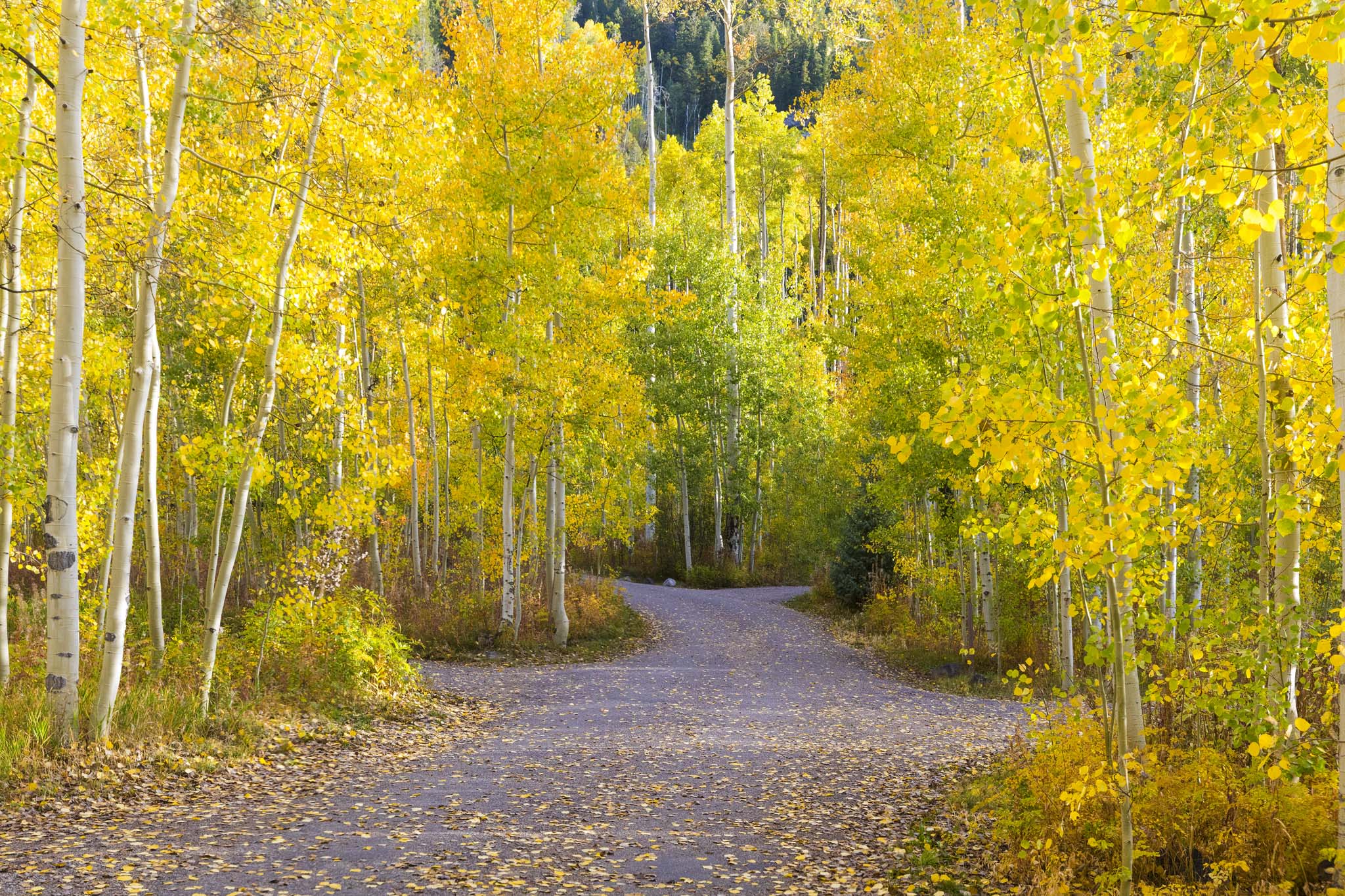 Aspen Grove – LauraTidwell