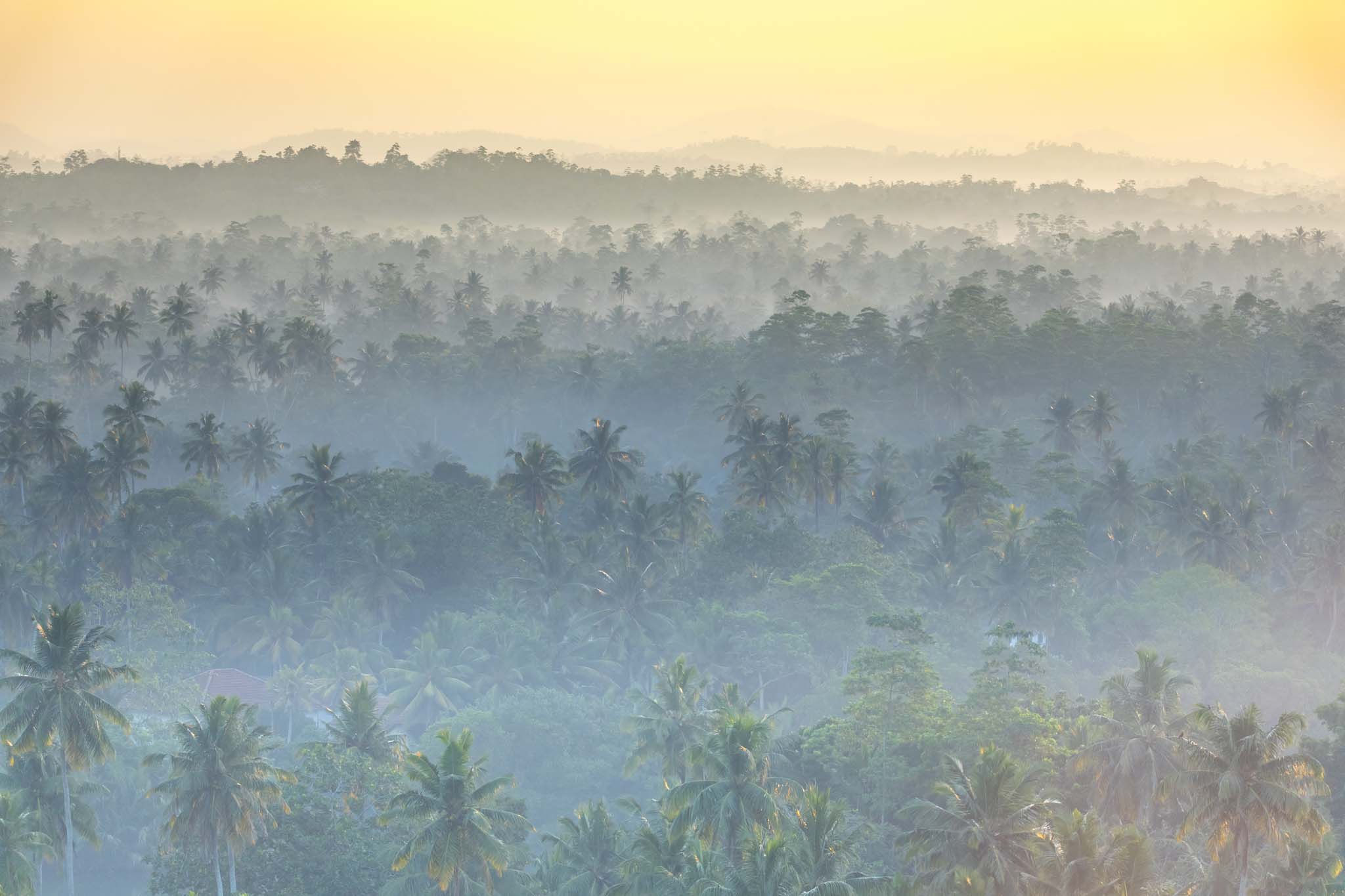 The Jungle Wakes – LauraTidwell