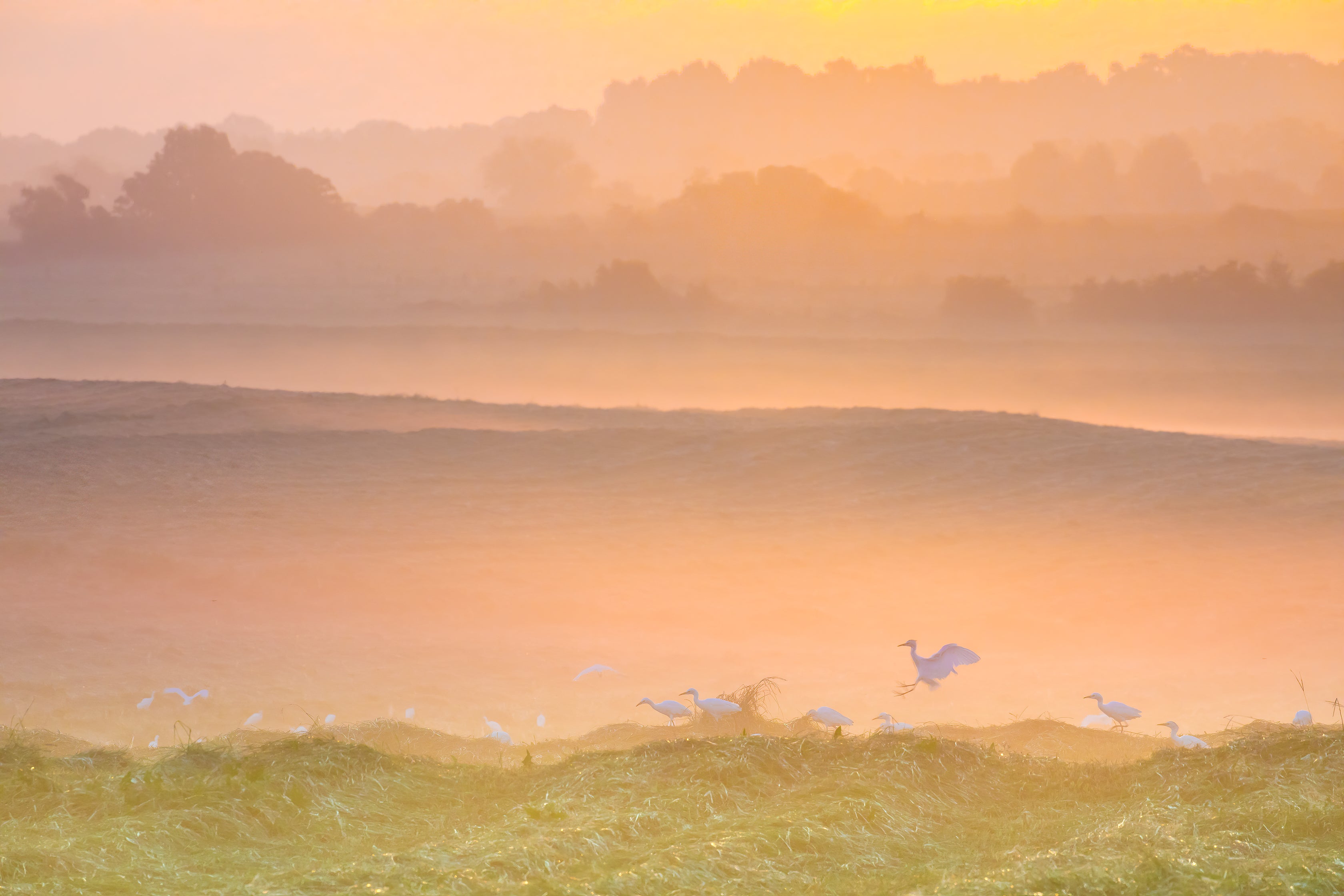 Morning Fields – LauraTidwell