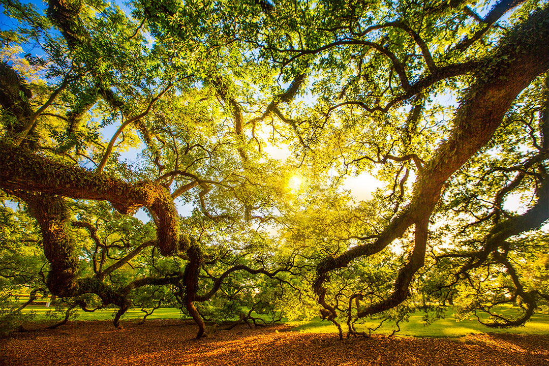 Sprawling Oaks – LauraTidwell